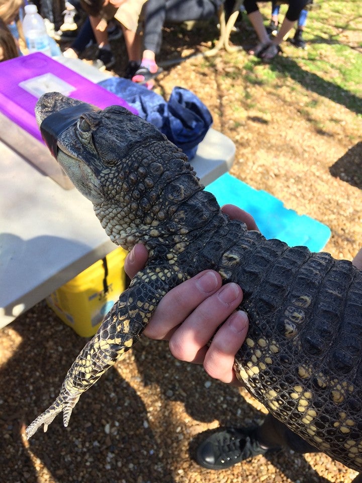 JSU presents - Reptiles of Alabama | Alapark