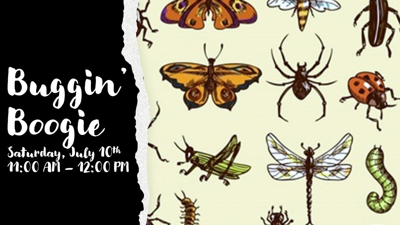 Buggin' Boogie | Alapark