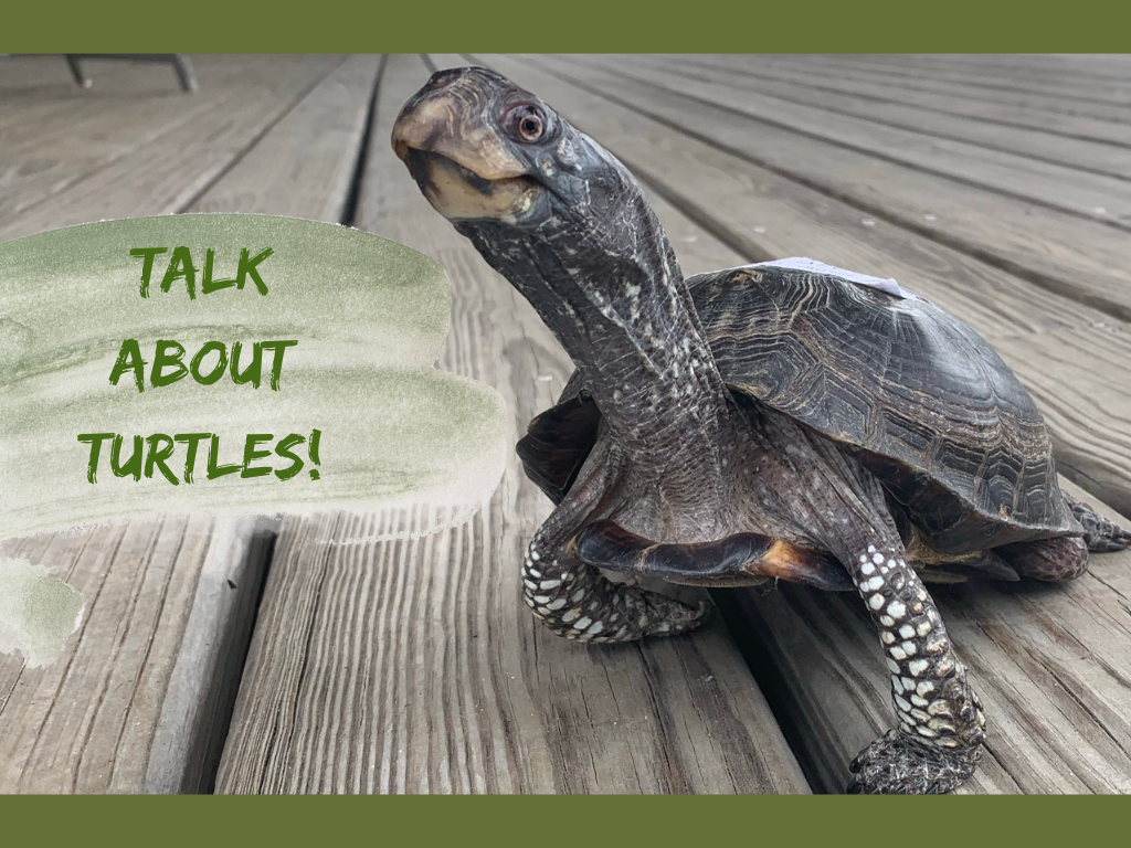 Talk about Turtles | Alapark
