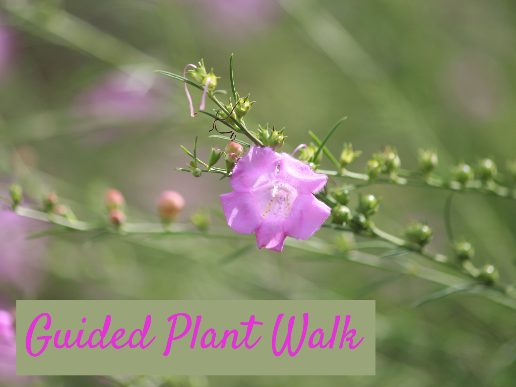 Guided Plant Walk | Alapark