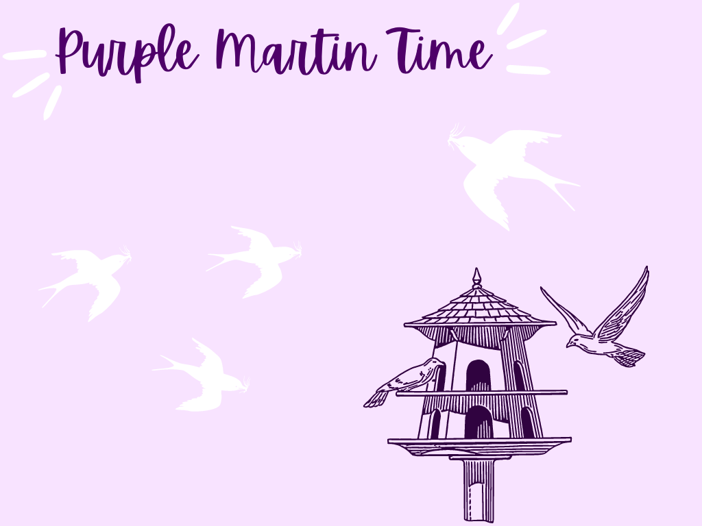 Purple Martin Time! | Alapark