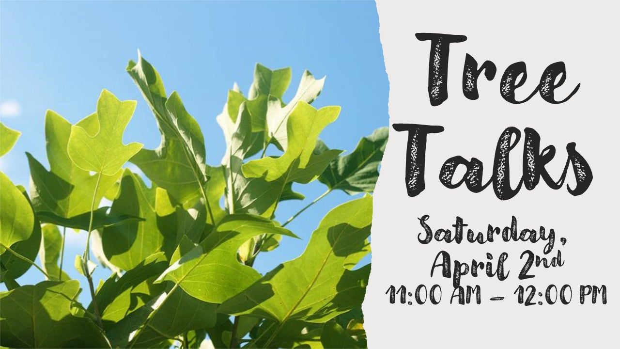 Tree Talks | Alapark