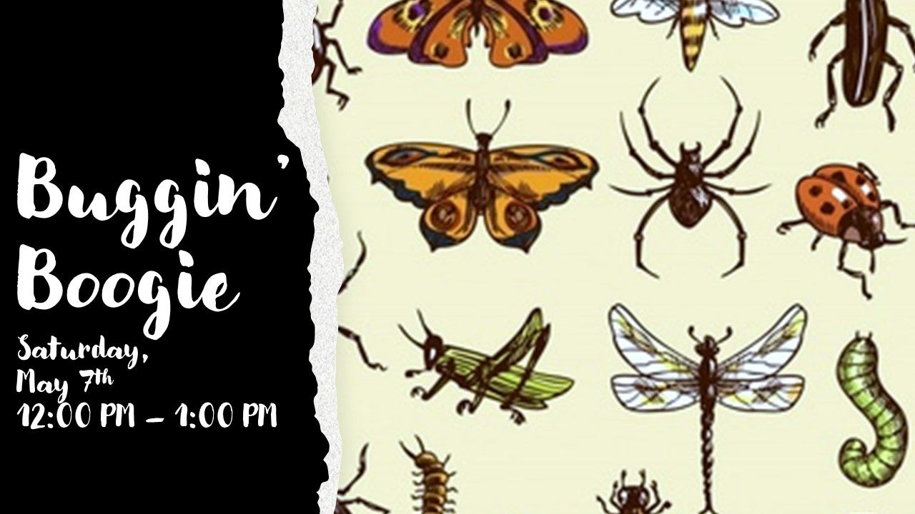 Buggin' Boogie | Alapark