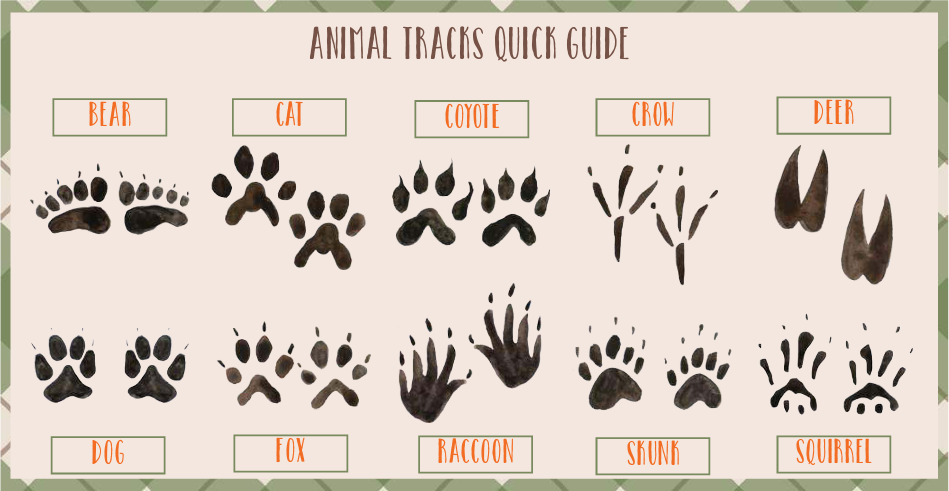 Bird Footprints Identification