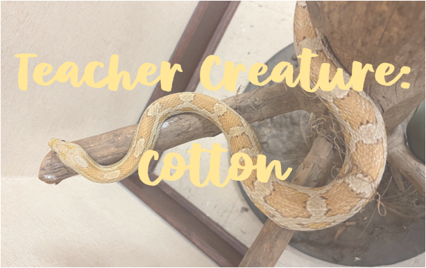 Teacher Creature: Cotton the Corn Snake | Alapark