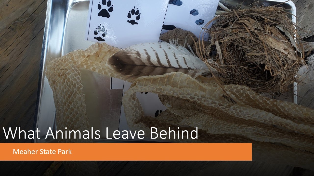 What Animals Leave Behind | Alapark