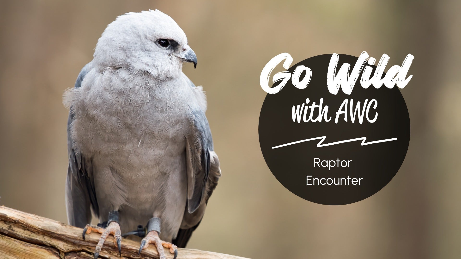 Go Wild with the AWC - Raptor Encounter | Alapark