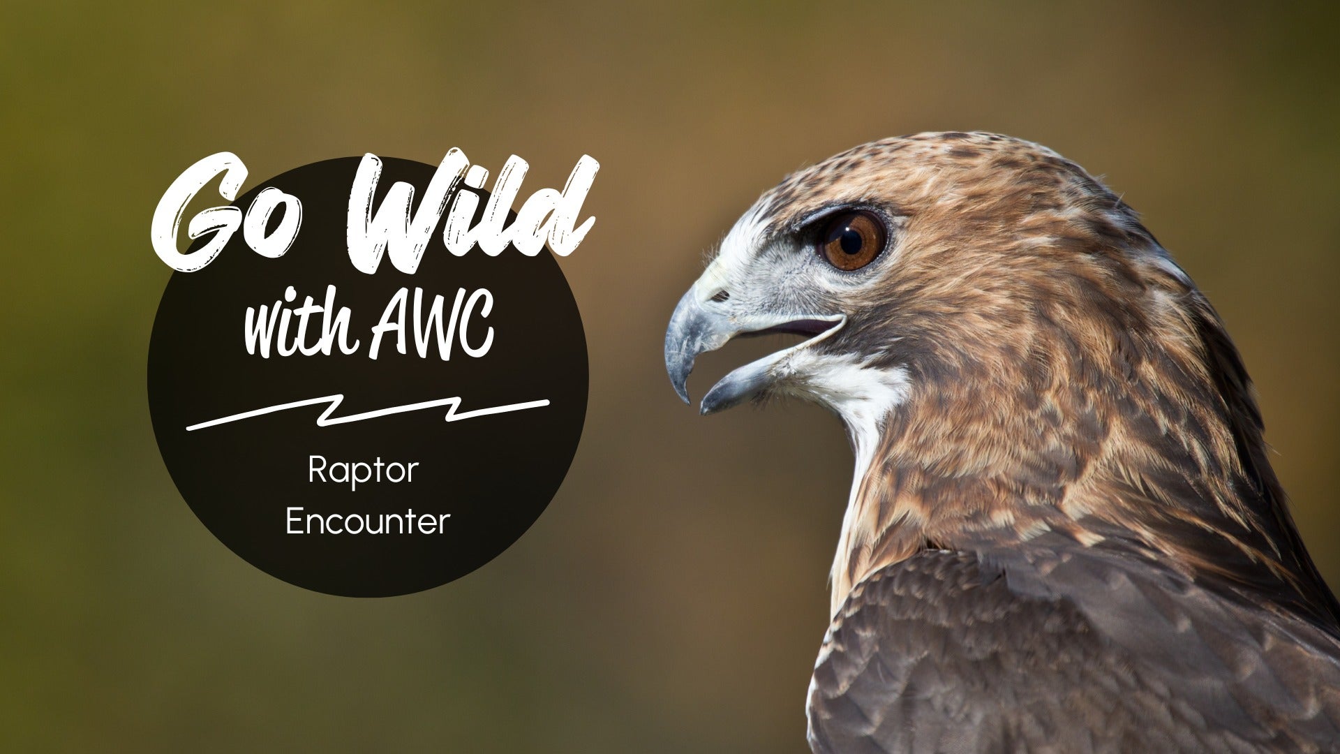 Go Wild with the AWC - Raptor Encounter | Alapark