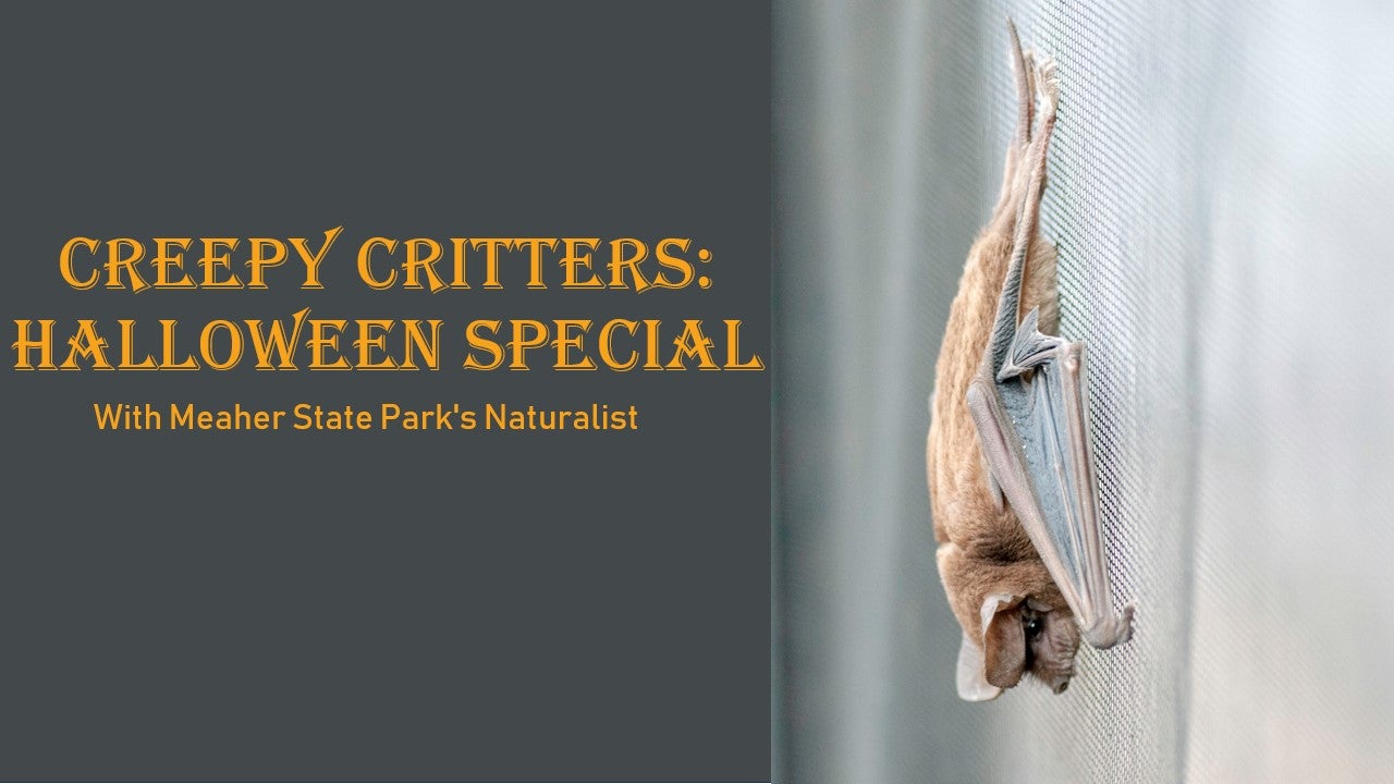 Creepy Critters: Halloween Special | Alapark