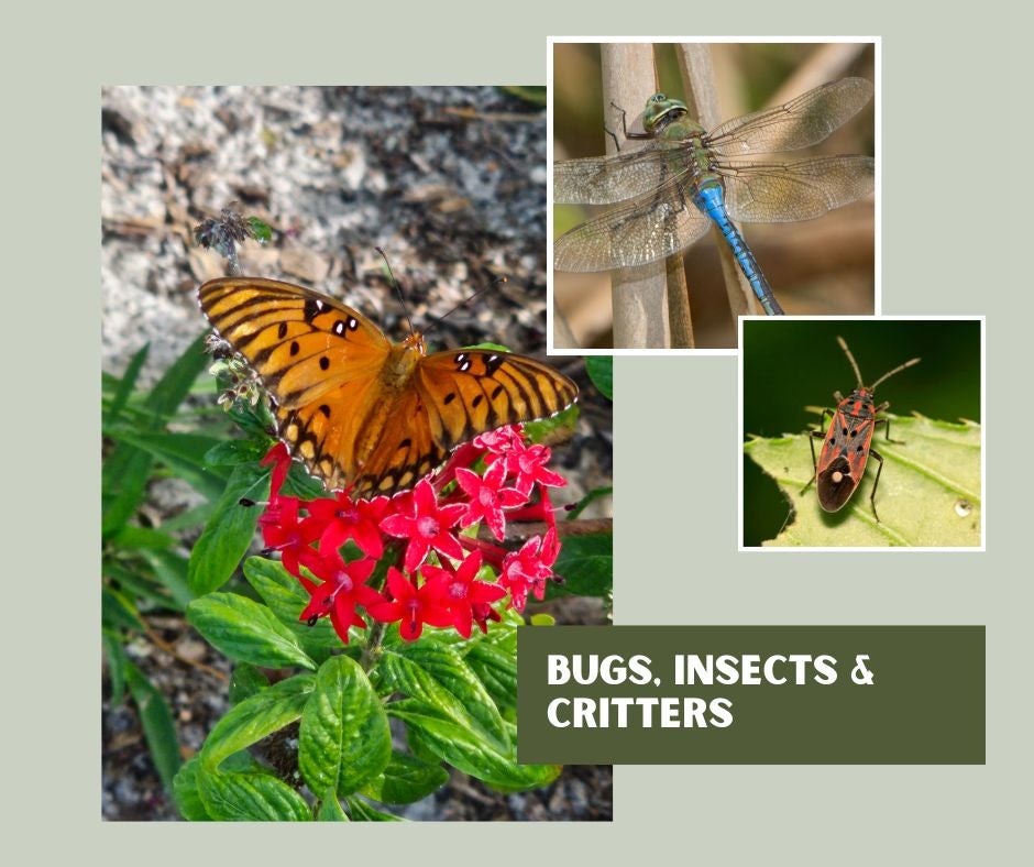 Bufferflies, Bugs, and Critters | Alapark
