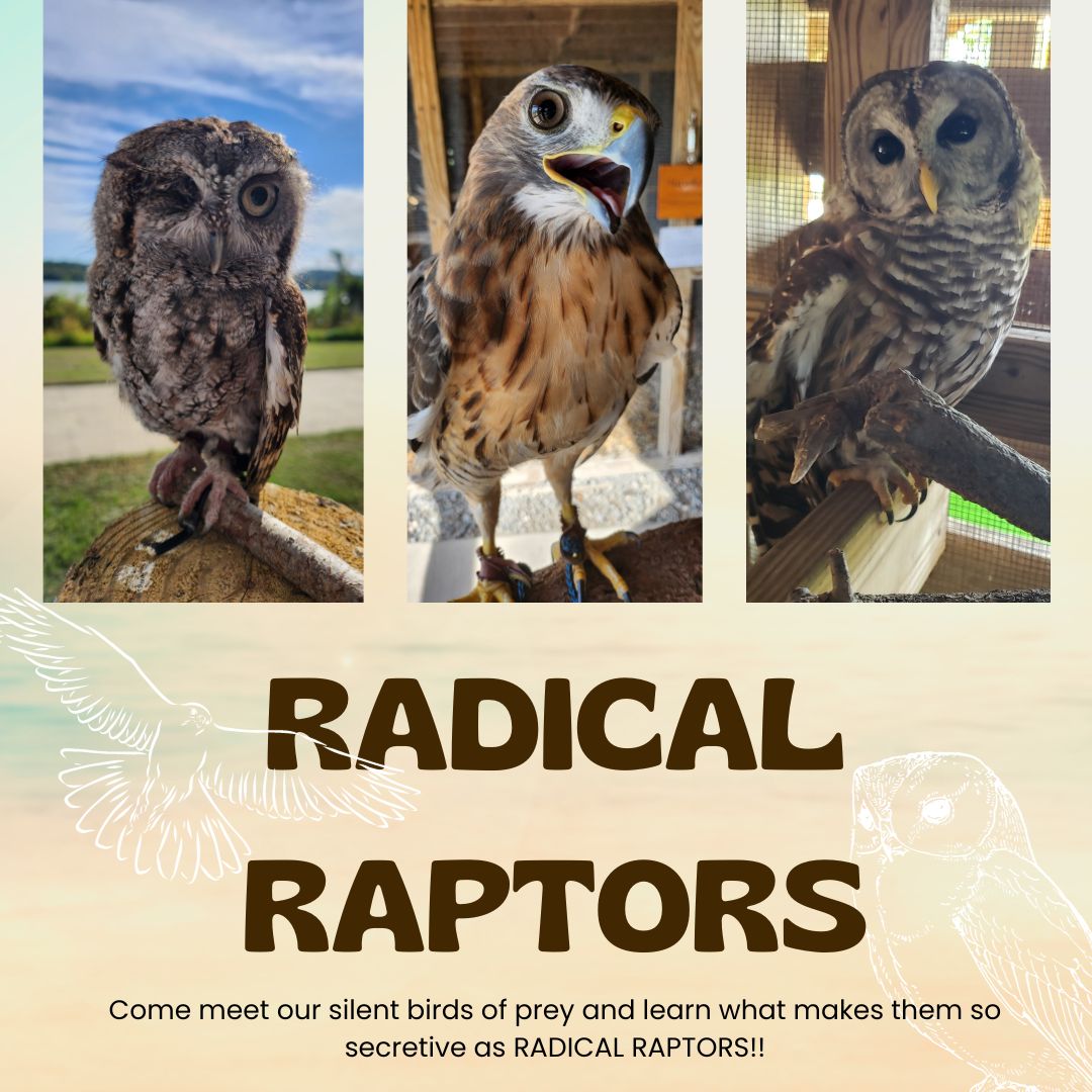 Radical Raptors | Alapark