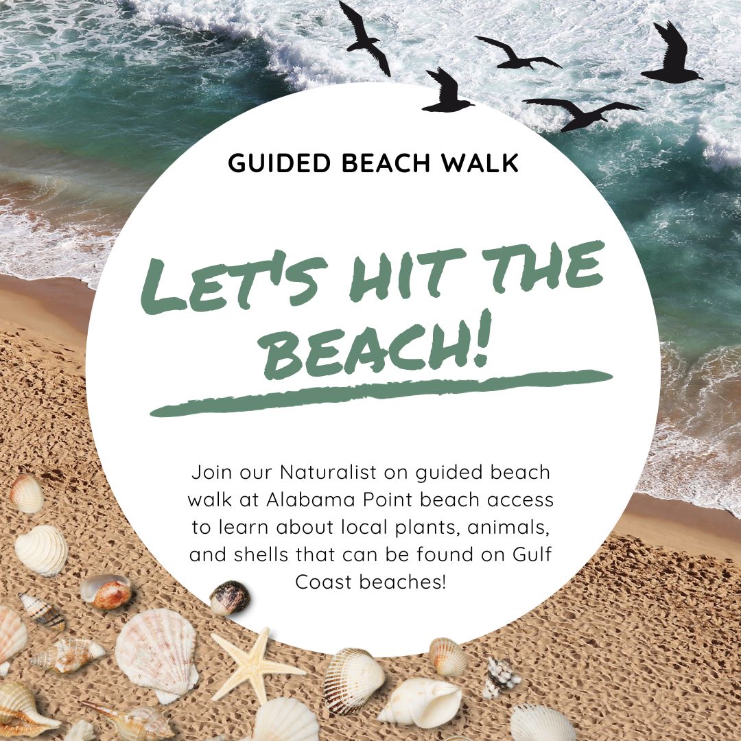 Guided Beach Walk at the Beach Pavilion | Alapark