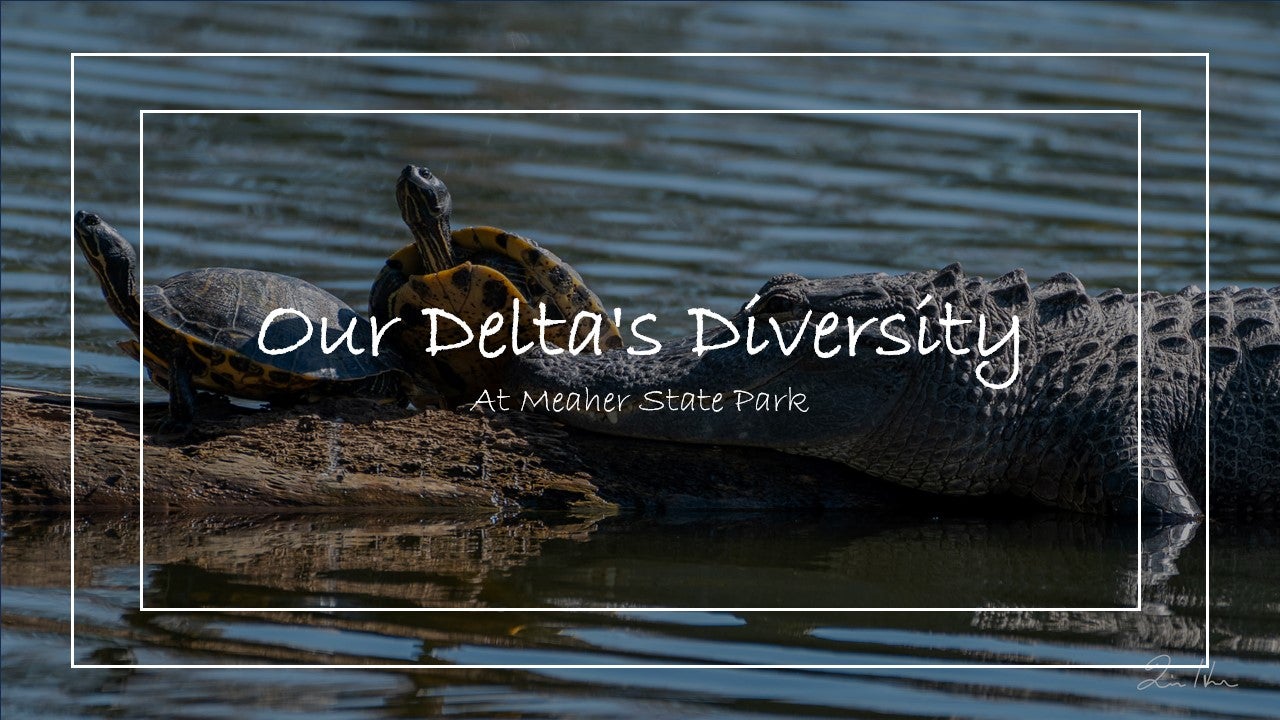 Our Delta's Diversity | Alapark