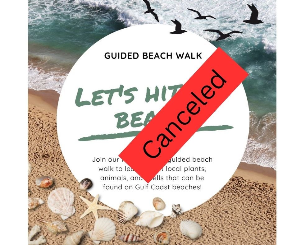Guided Beach Walk - CANCELED | Alapark