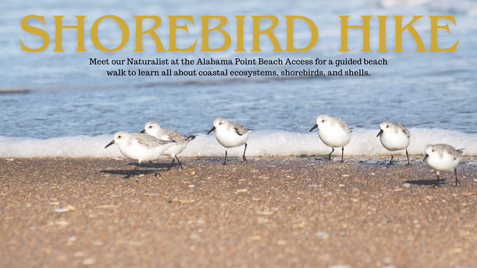 Shorebird Hike along Alabama Point | Alapark