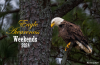 2024 Eagle Awareness | Alapark