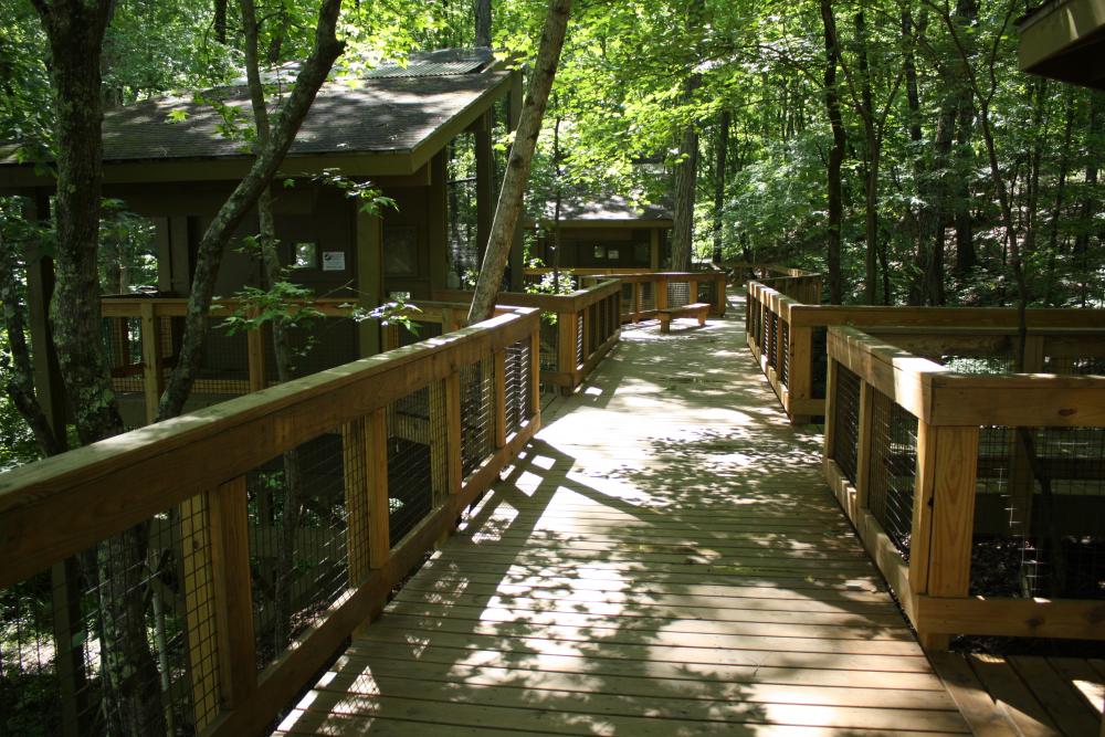 Treetop Interpretive Nature Trail and Boardwalk | Alapark
