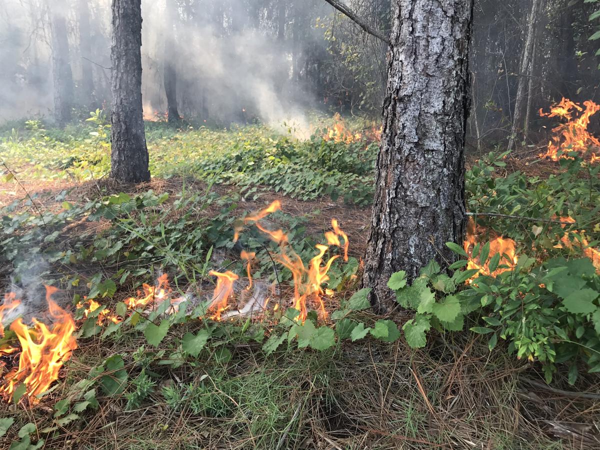Prescribed Burn | Alapark