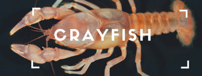 Outdoor Alabama: Wildlife | Alapark