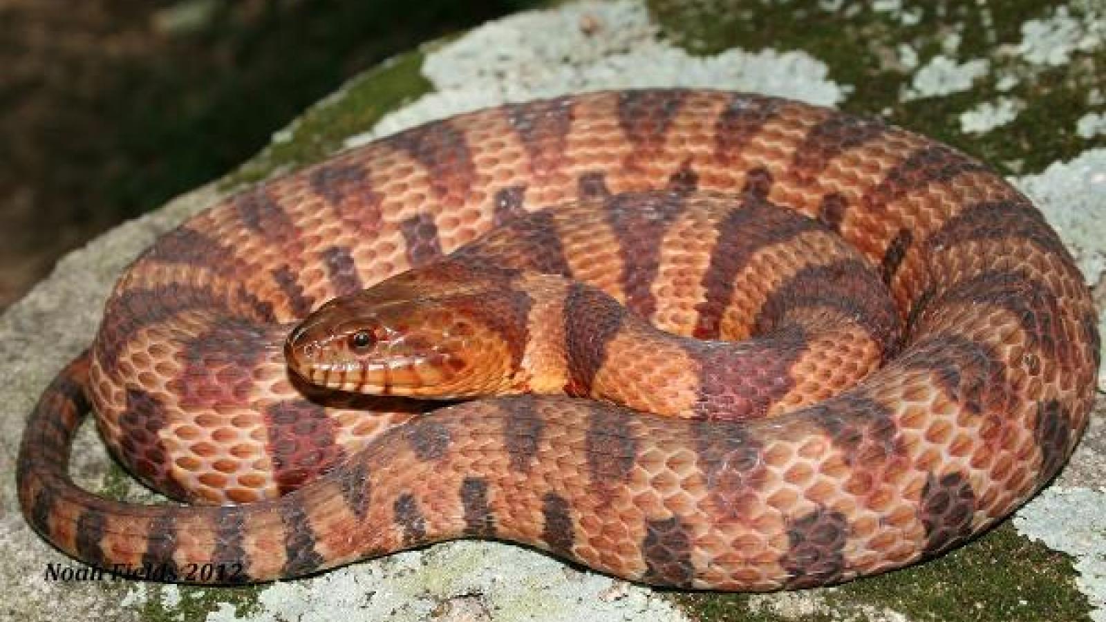 Park Events | Alapark